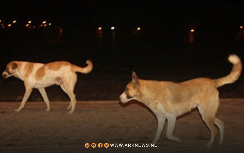 The phenomenon of stray dogs sweeping a city in Syrian Kurdistan | ARK News